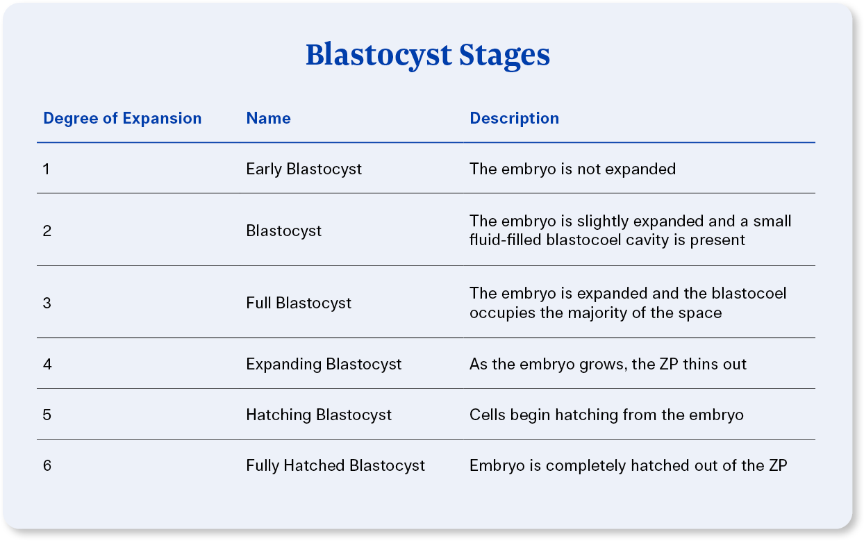 IVF Embryo Grading and Success Rates, Explained by An Embryologist