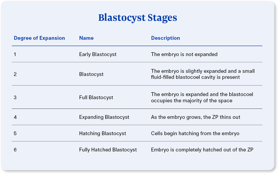 IVF Embryo Grading and Success Rates, Explained by An Embryologist
