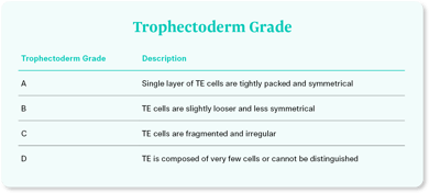 IVF Embryo Grading and Success Rates, Explained by An Embryologist