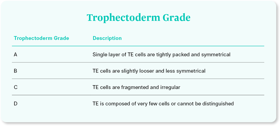 IVF Embryo Grading and Success Rates, Explained by An Embryologist