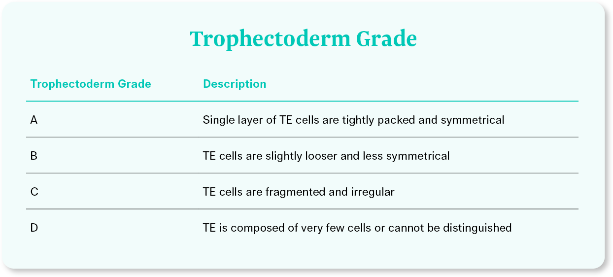 IVF Embryo Grading and Success Rates, Explained by An Embryologist