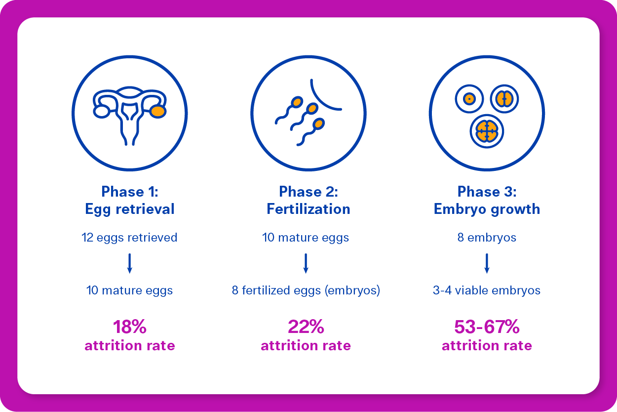 IVF Attrition Rate: Why Don’t All Eggs Create Embryos?