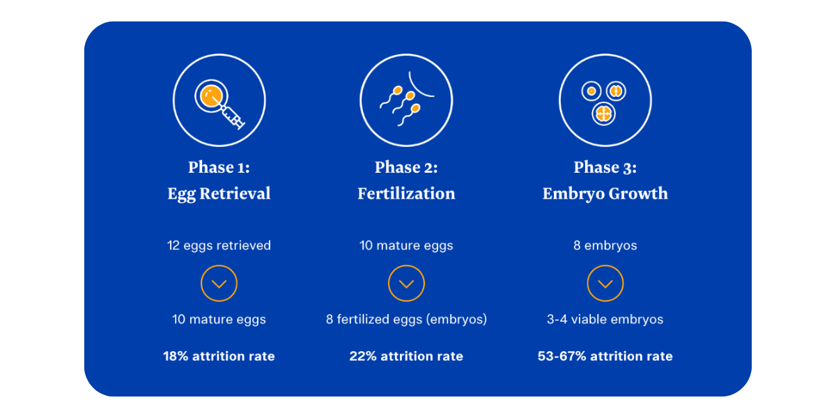 IVF Attrition Rate: Why Don’t All Eggs Create Embryos?
