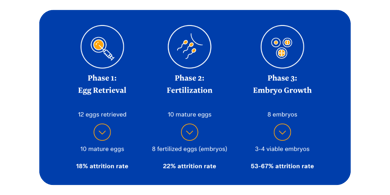 IVF Attrition Rate: Why Don’t All Eggs Create Embryos?