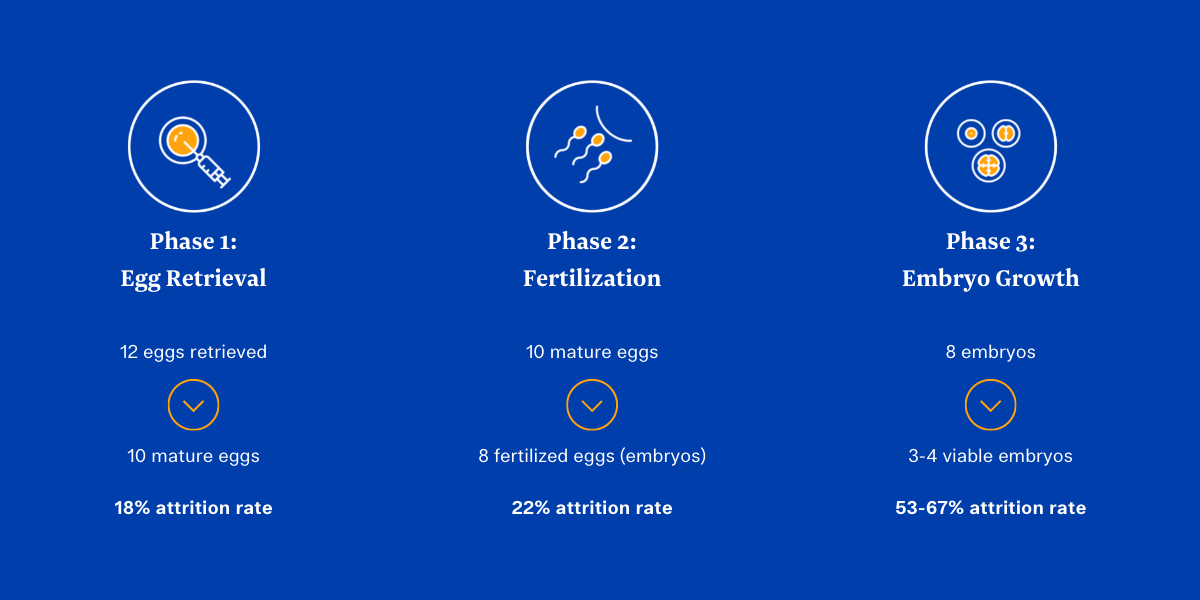 IVF Attrition Rate: Why Don’t All Eggs Create Embryos? [VIDEO]