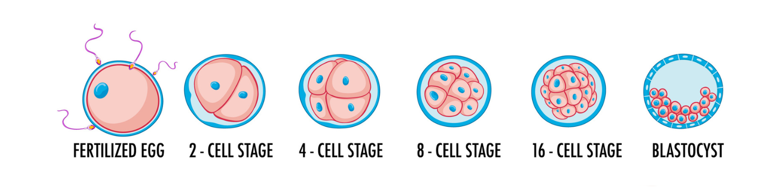 IVF Attrition Rate: Why Don’t All Eggs Create Embryos?